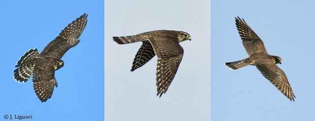Raptor Identification and Photography: Merlin Tail Bands