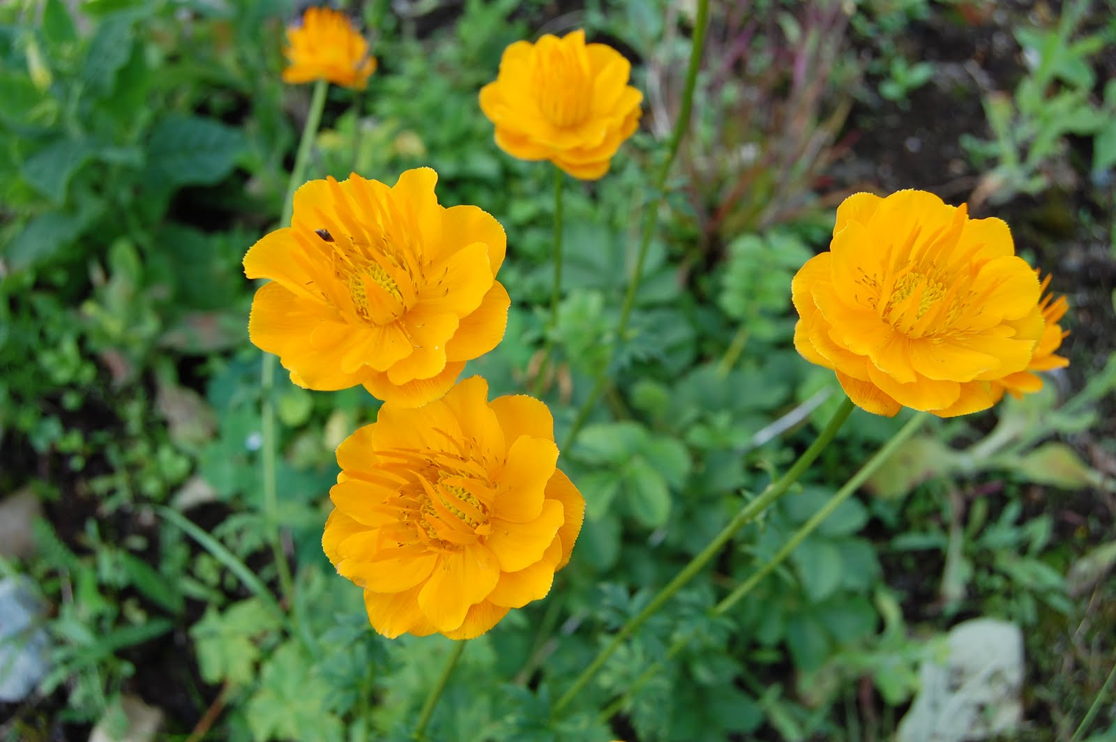 Red Hobbitts hageskriblerier: Trollius chinensis "Golden Queen"