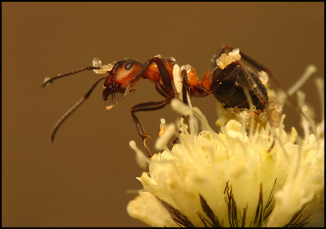 White Wolf : Ant Medicine: What Ants Can Teach Us