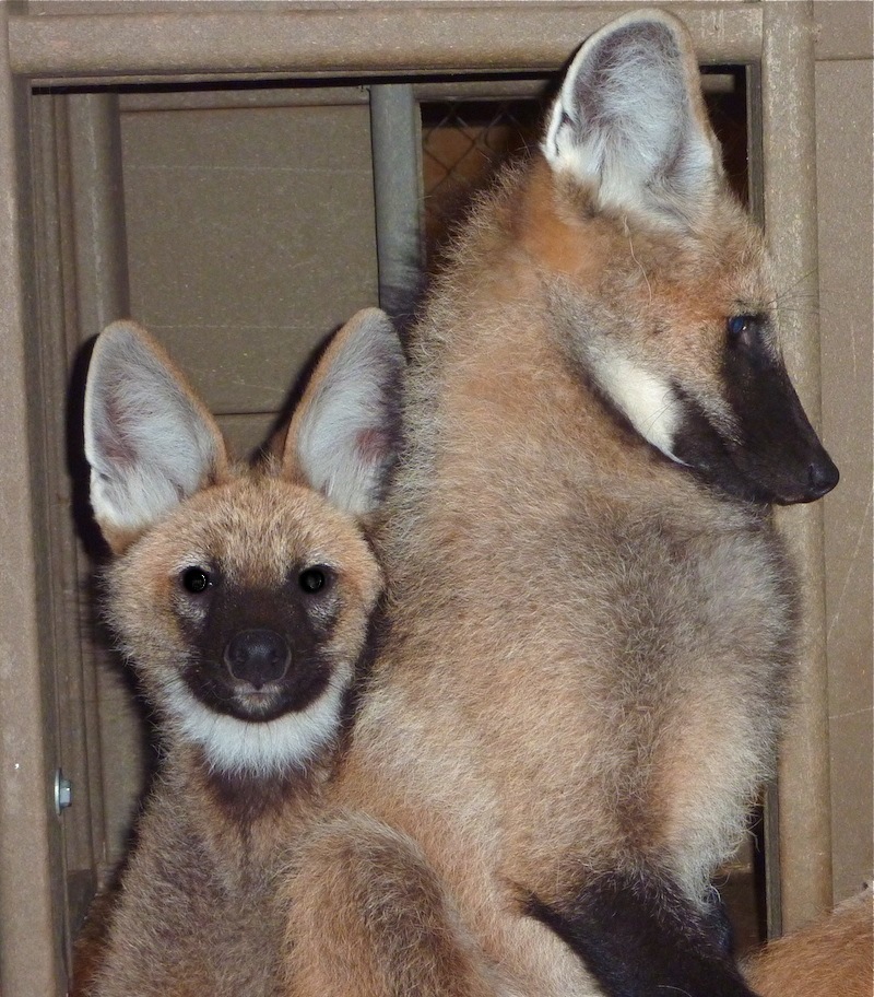 Maned Wolf Family: Wednesday, May 25, 2011
