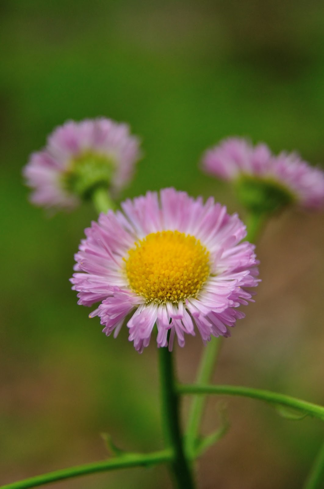 Discover West Virginia: Spring Wildflowers of the New River Gorge: The ...