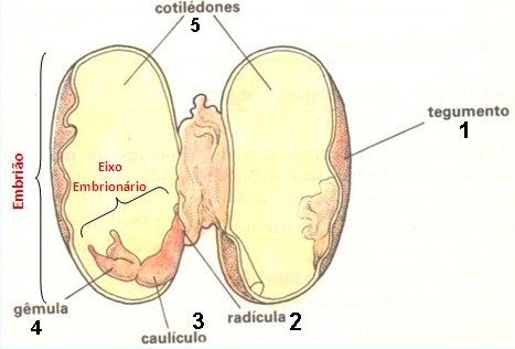 Botânica: Morfologia da Semente - Introdução