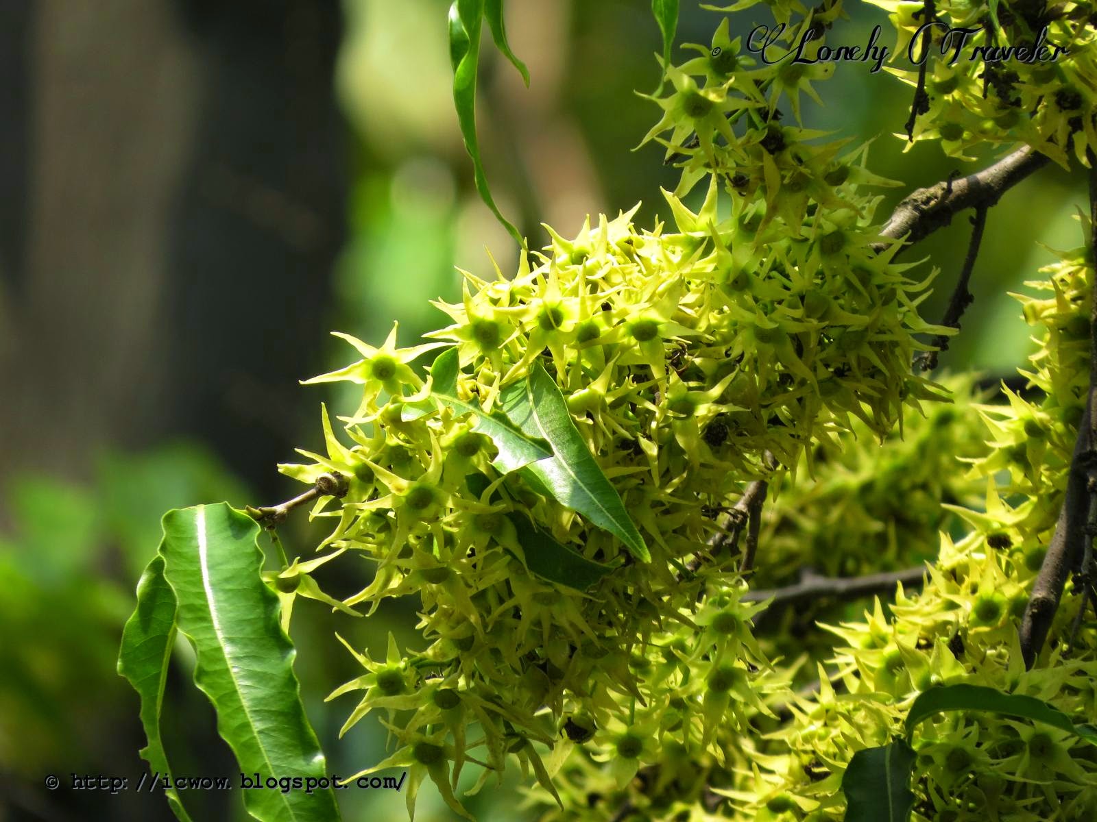 Debdaru ful (দেবদারু ফুল) - Polyalthia longifolia
