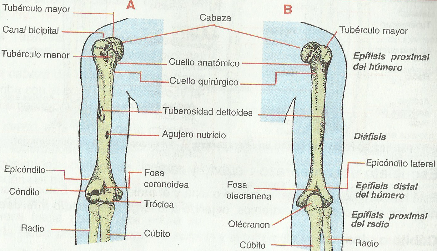 LUIS GILBER 2015-2024: COLUMNA VERTEBRAL Y HUESOS DE LAS EXTREMIDADES ...