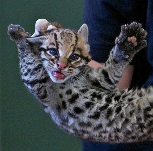 Ocelot - Leopardus pardalis funny picture | DAILY NEWS