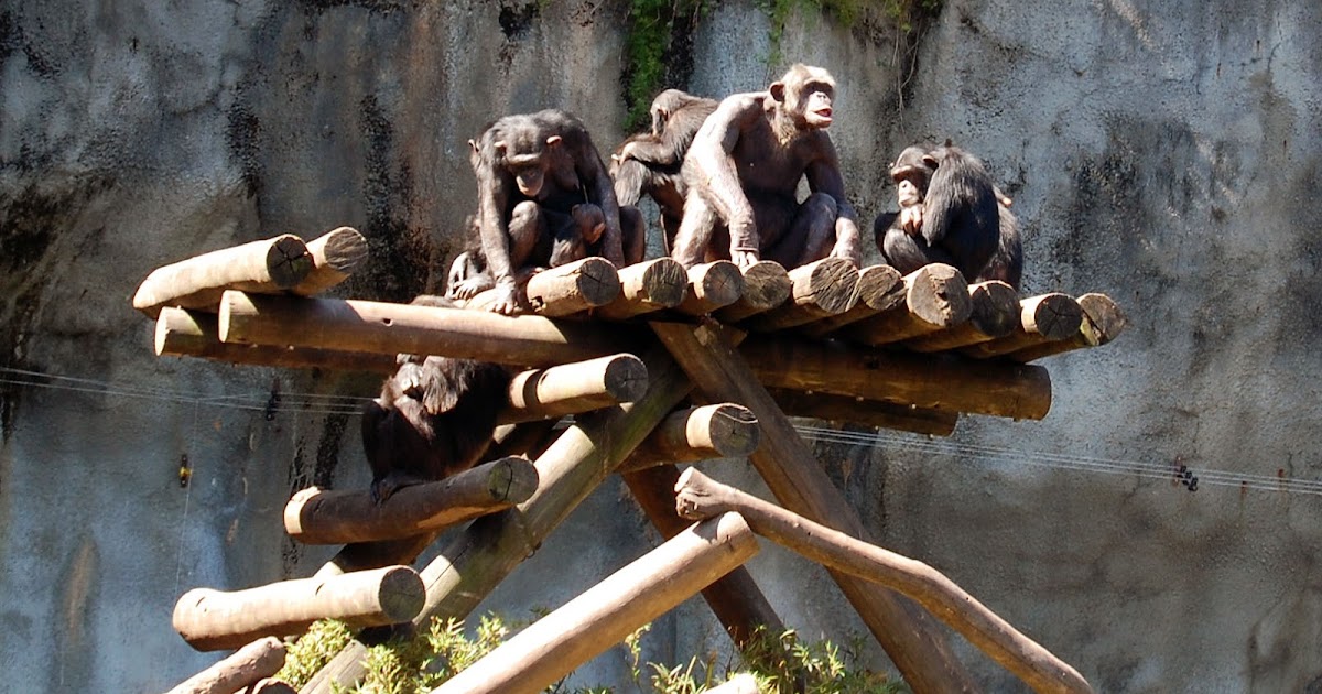 Interceptor: Nacional-Simiesco