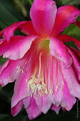 The Orchid House: BC Richard Mueller