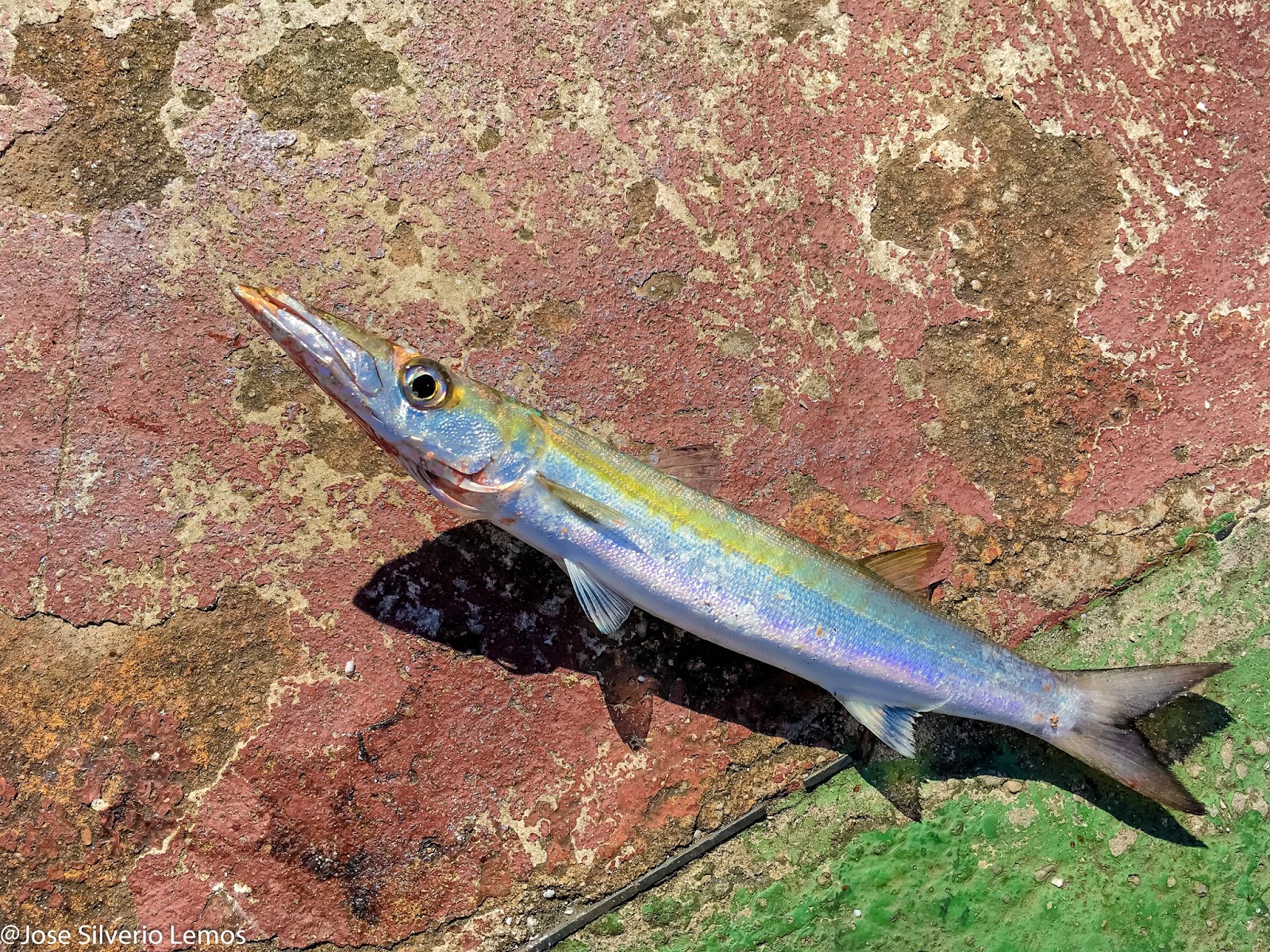 JORNAL DAS AVES e Peixes !: NOVOS PEIXES DE VIX!