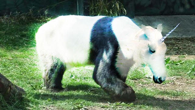Mollyfive: The Rare Unipanda