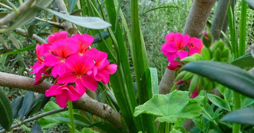 Growing Ornamental Plants: Growing Geraniums