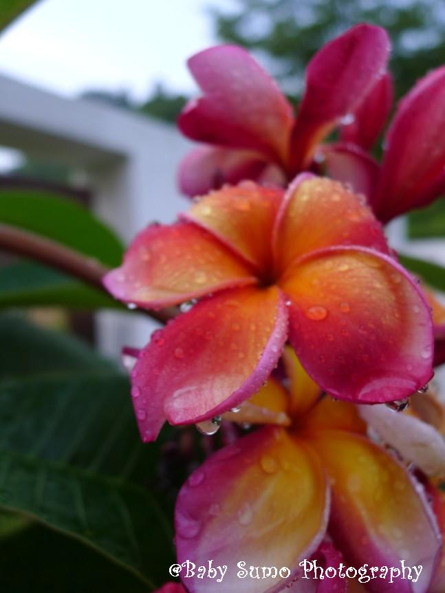 Baby Sumo Photography: October 2012