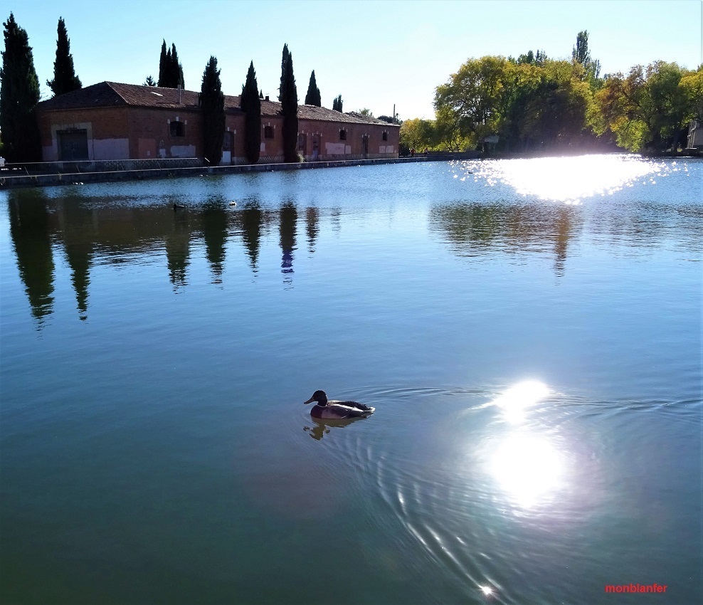 CAMINO PARADA Y VUELTA: PALENCIA. LA DÁRSENA MÁS OTOÑAL