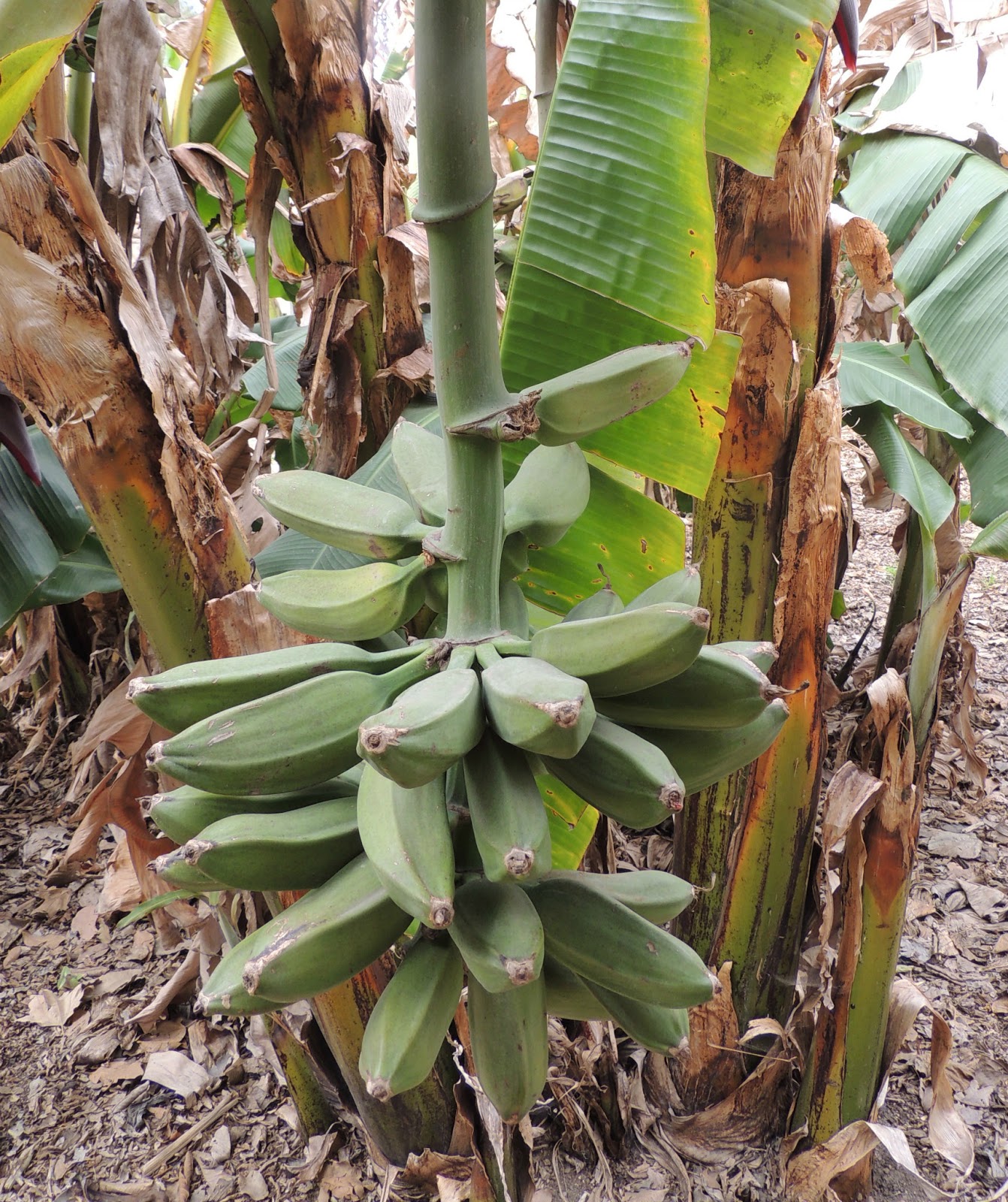 1000 Hikes in 1000 Days: Day 838: Fullerton Arboretum - Nikkel Heritage ...