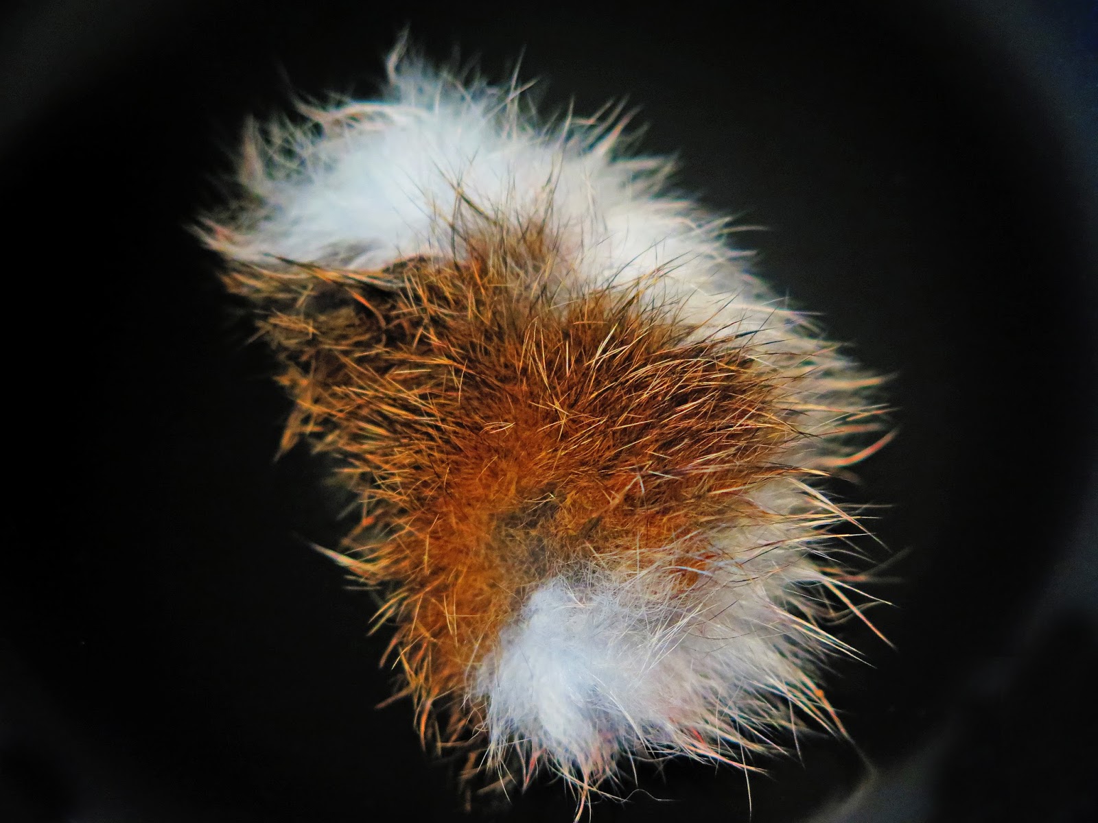 Room Without Walls: The Rest of the Rabbit Story