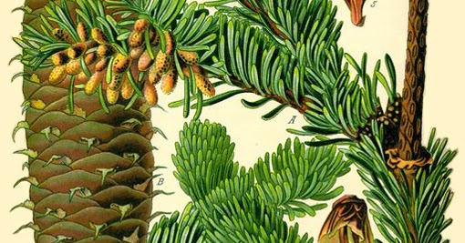 Noblesse et Art de l'écu: Symbole du Sapin