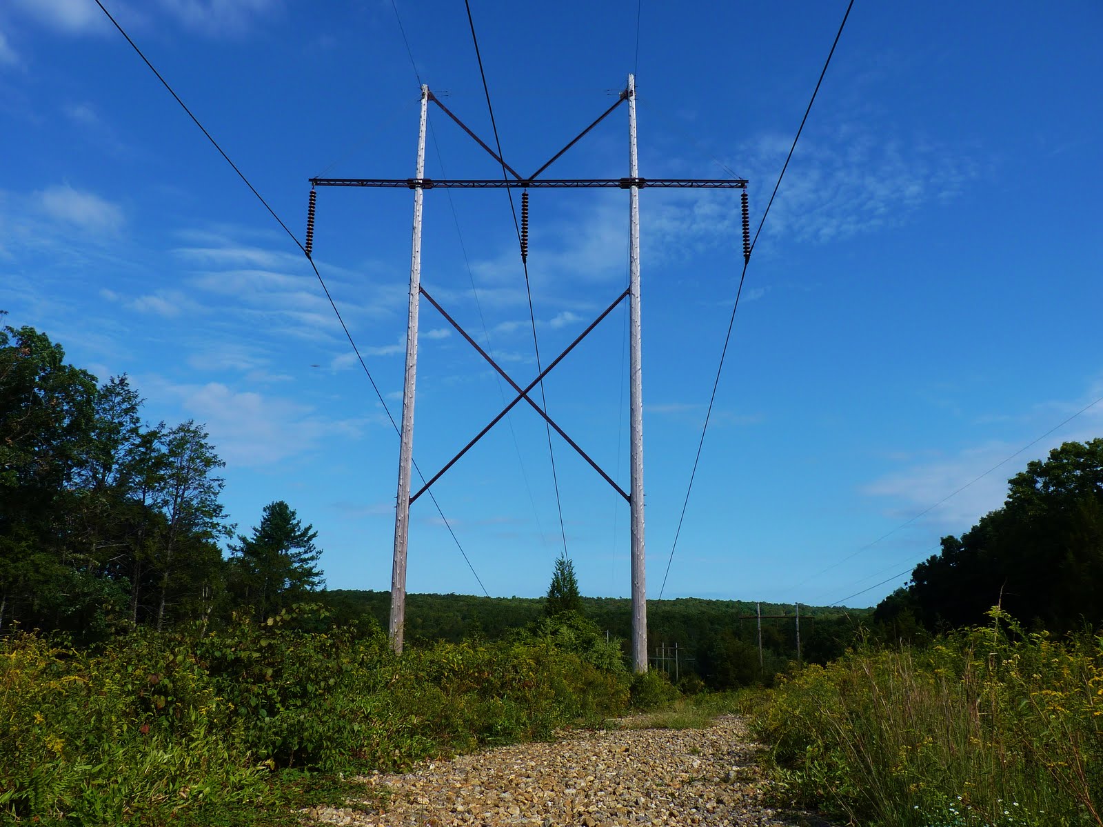 The Brownstone Birding Blog: Productive Birding At Power Line Cuts