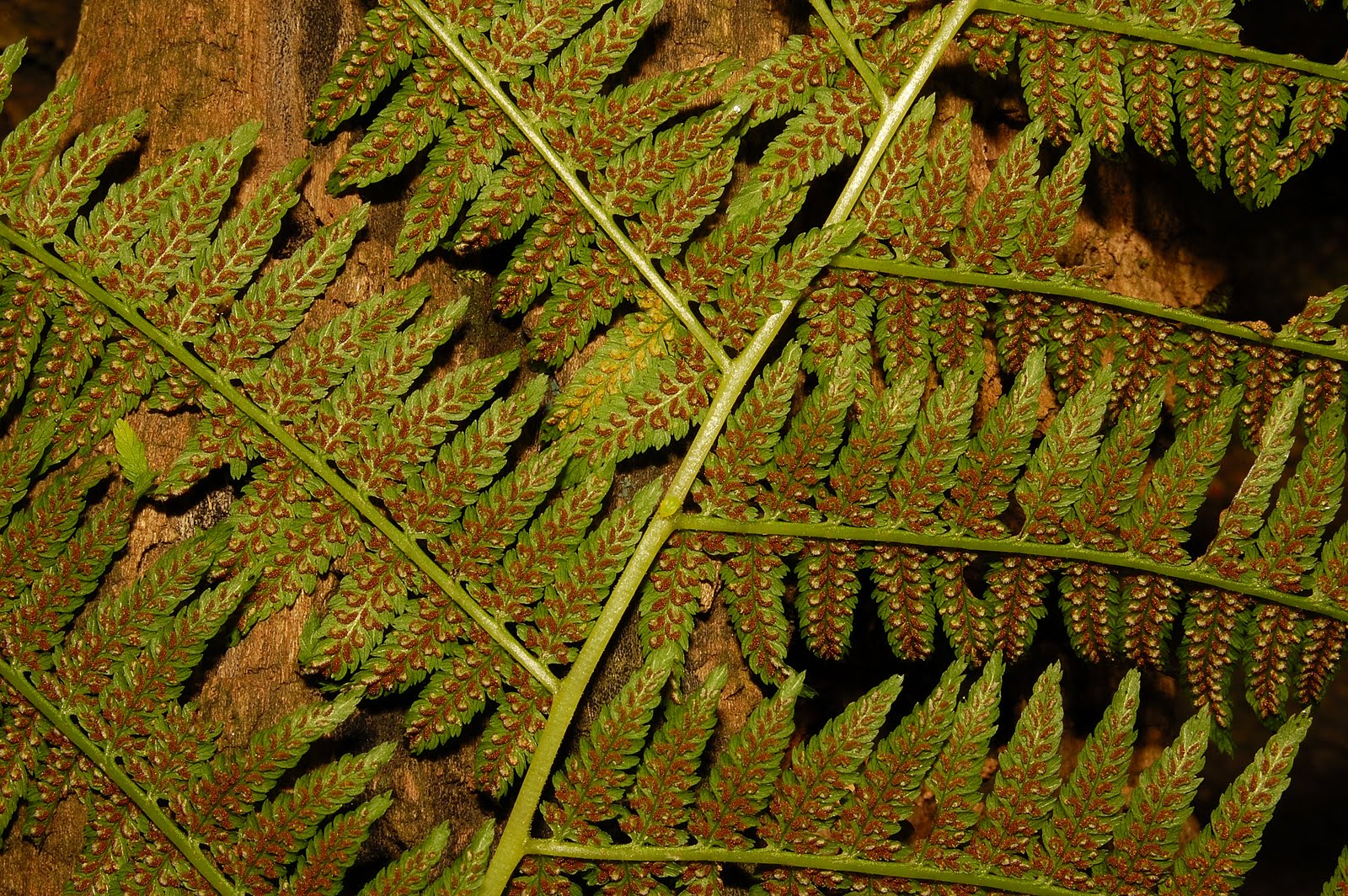 Get Your Botany On!: A Few Indiana Ferns, part 2