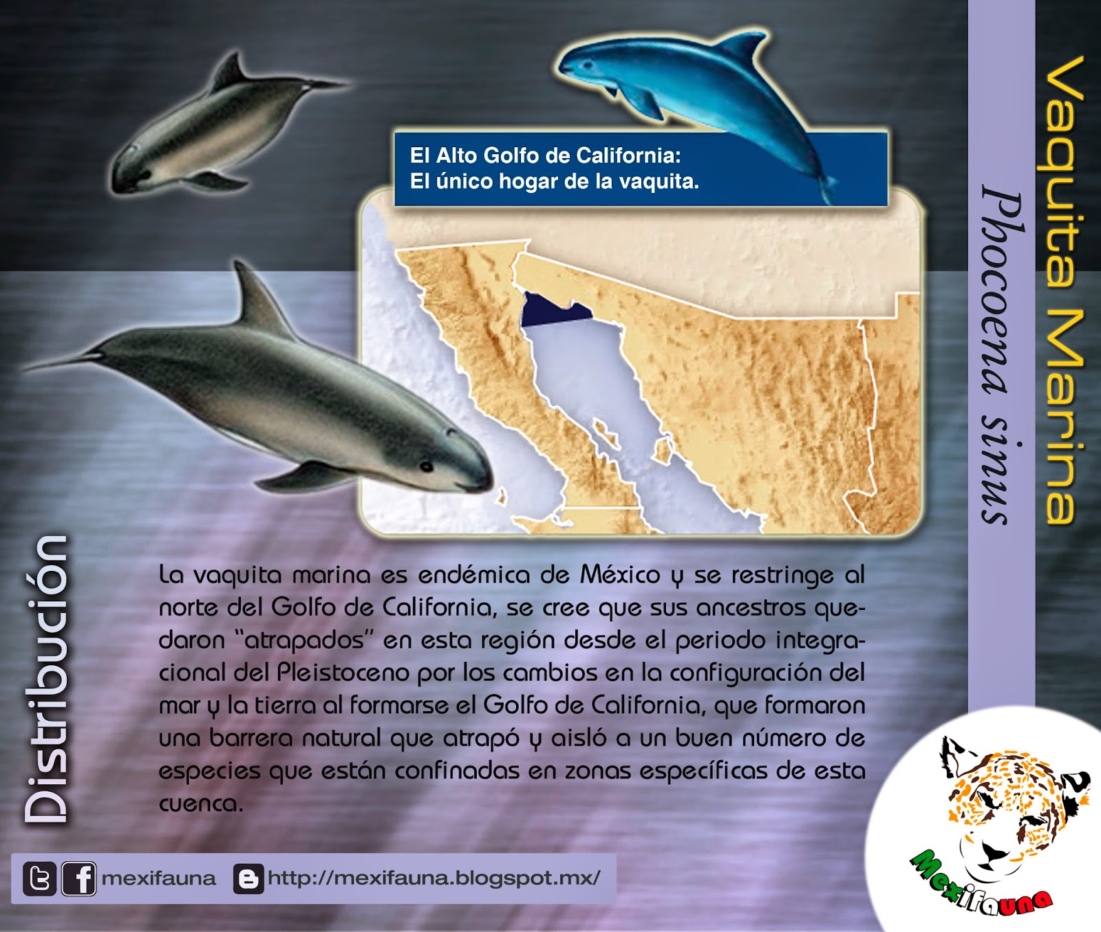 MEXIFAUNA: Vaquita Marina (Phocoena sinus)