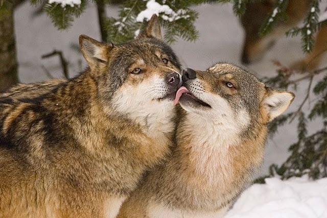 White Wolf : Heartbreaking moment when a pack of wolves mourn the loss ...