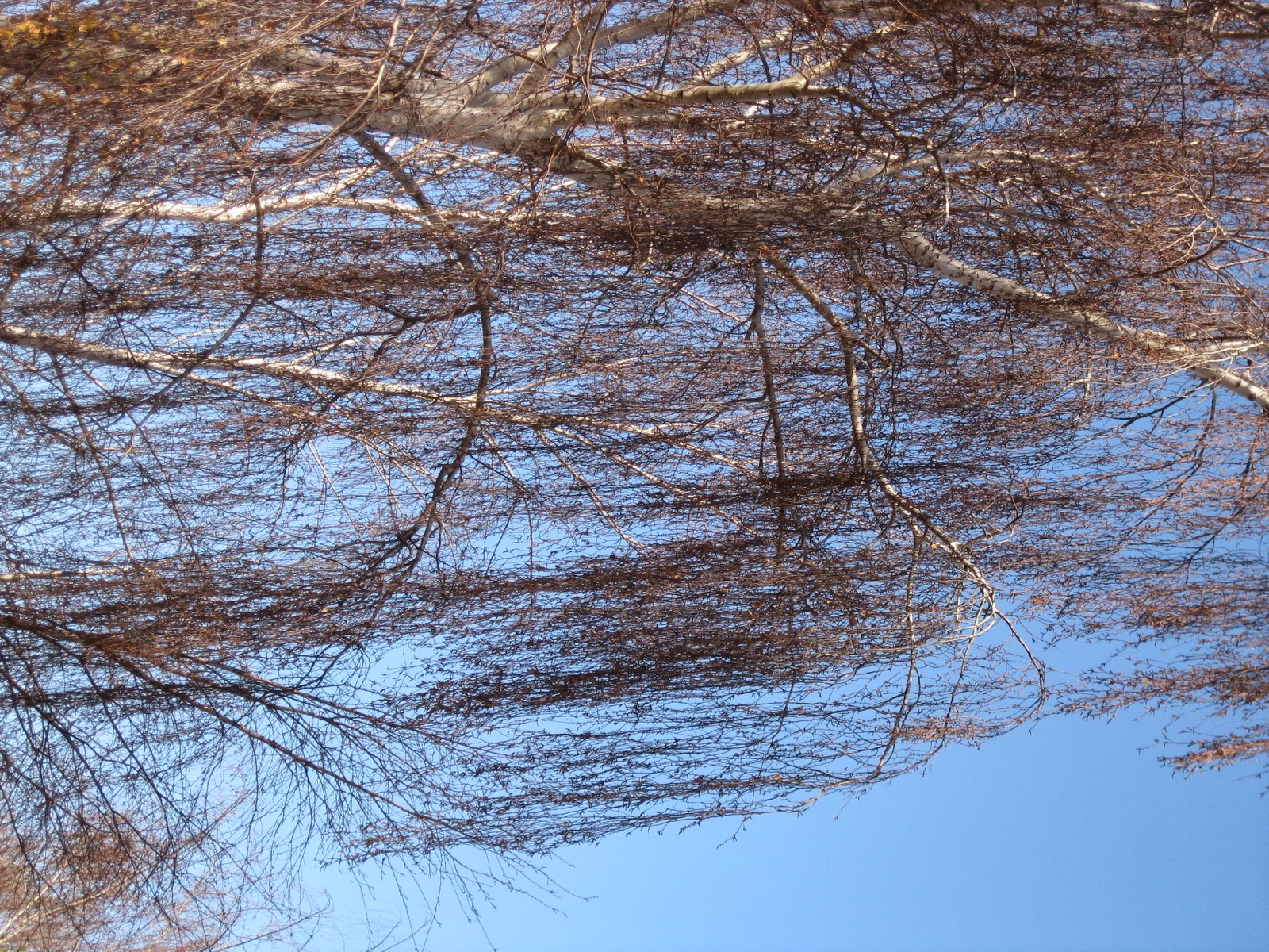 Trees of Santa Cruz County: Betula pendula - European Weeping Birch