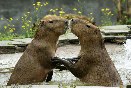 Kissing Pys : capybara