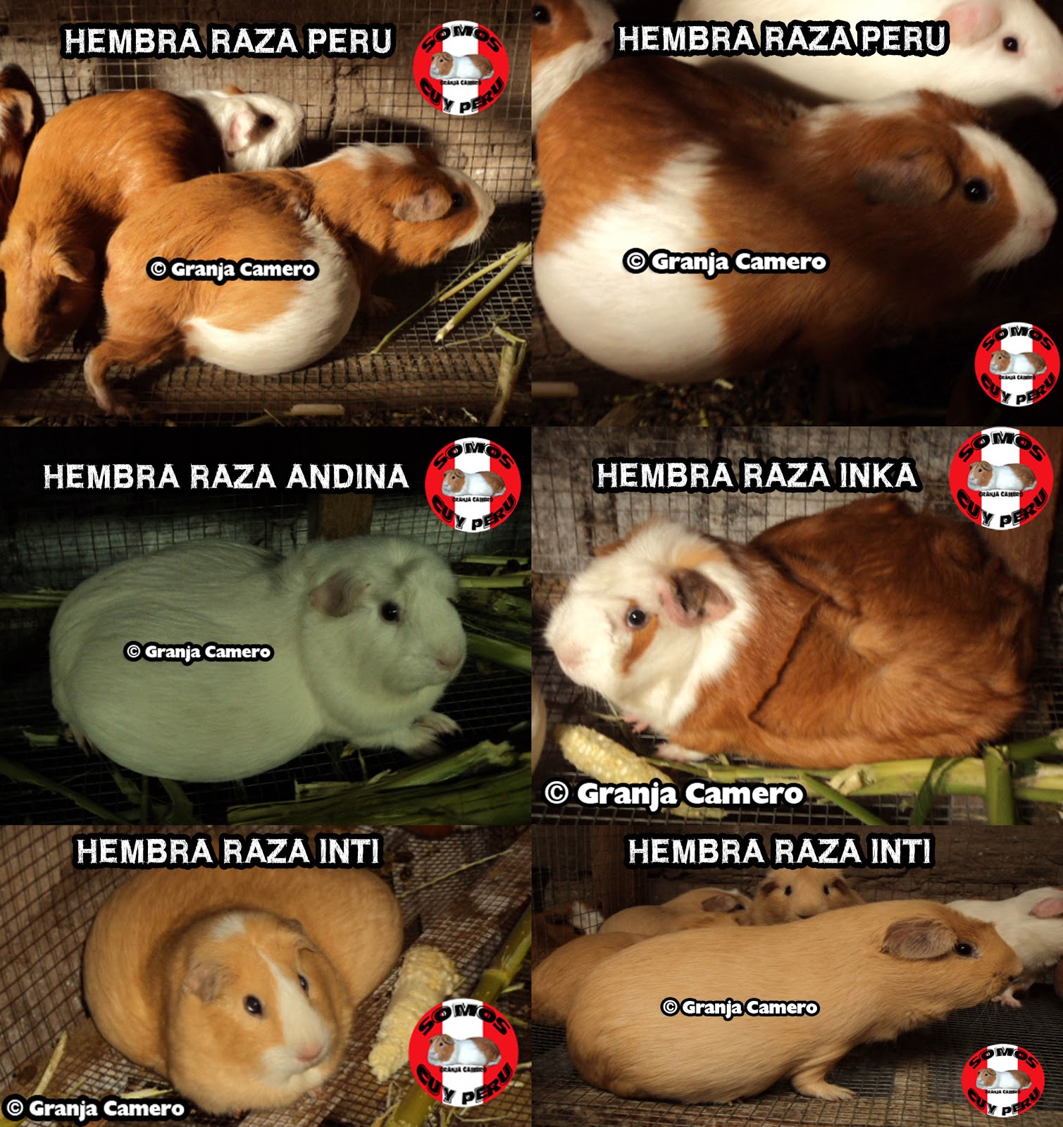 VENTA CUYES REPRODUCTORES MEJORADOS ~ SOMOS CUY PERU