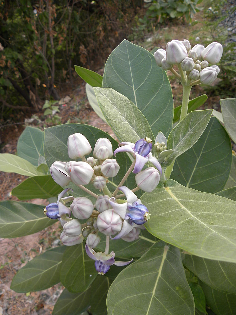 5 Diseases which Homoeopathic medicine CALOTROPIS GIGANTEA cures