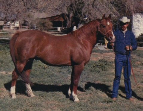 Cavalos que fizeram História: Doc Bar - 1956