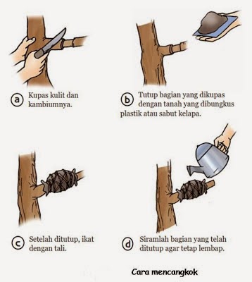 Kumpulan Tugas Sekolahnya Raka Bintang: TUMBUHAN