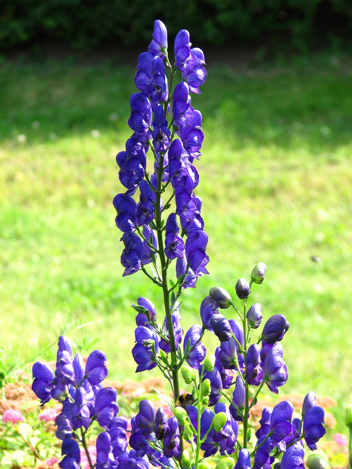 ACÓNITO Aconitum napellus : El Mundo y sus Plantas