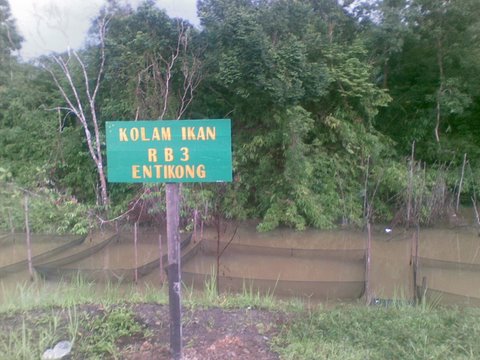 RUMPIN ALAMBHANA CENDEKIA 1 ENTIKONG: DOKUMENTASI PERKEMBANGAN RUMPIN