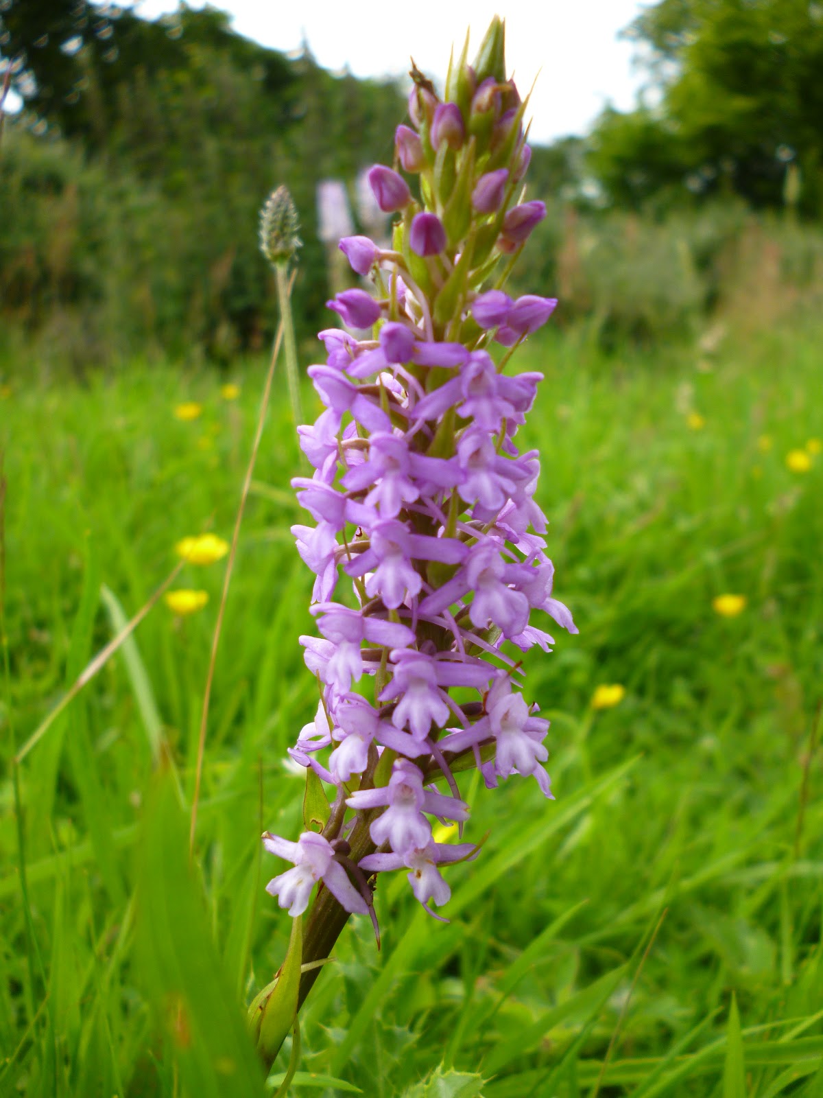 Botanical Interest.: English Orchids