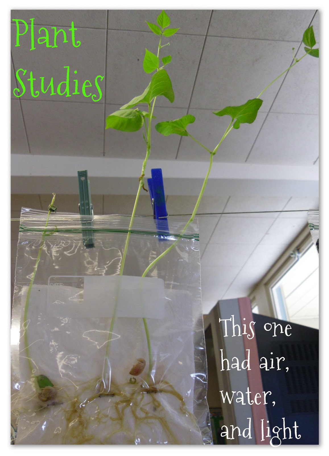 Mrs. Byrd's Learning Tree: Plant Studies