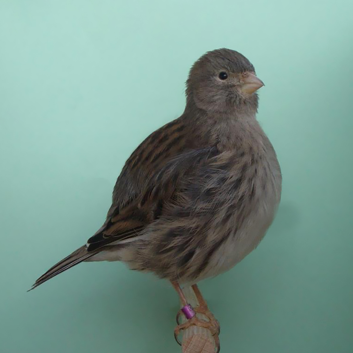 canarilrevoredo: O Fife Fancy