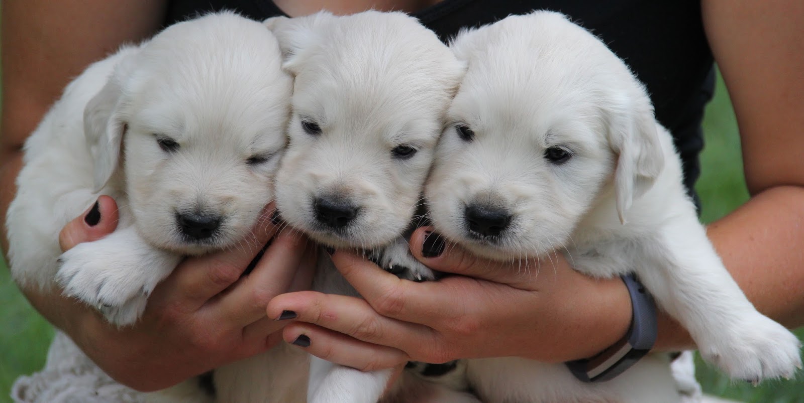 Yesteryear Acres - Doodle Days : White Golden Retriever Puppies