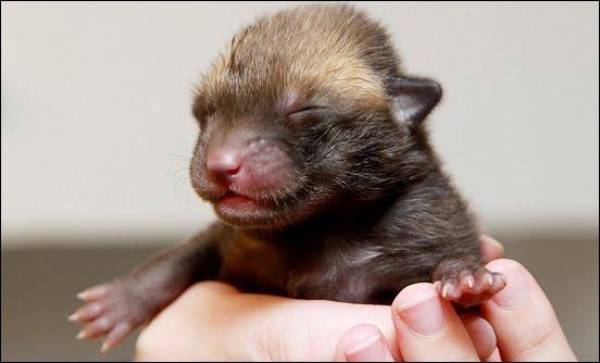 White Wolf : Tiny orphan fox cub rescued by Secret World carers