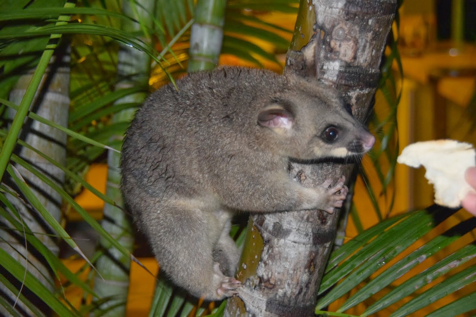 Fork It, Let's Travel!: The Outback