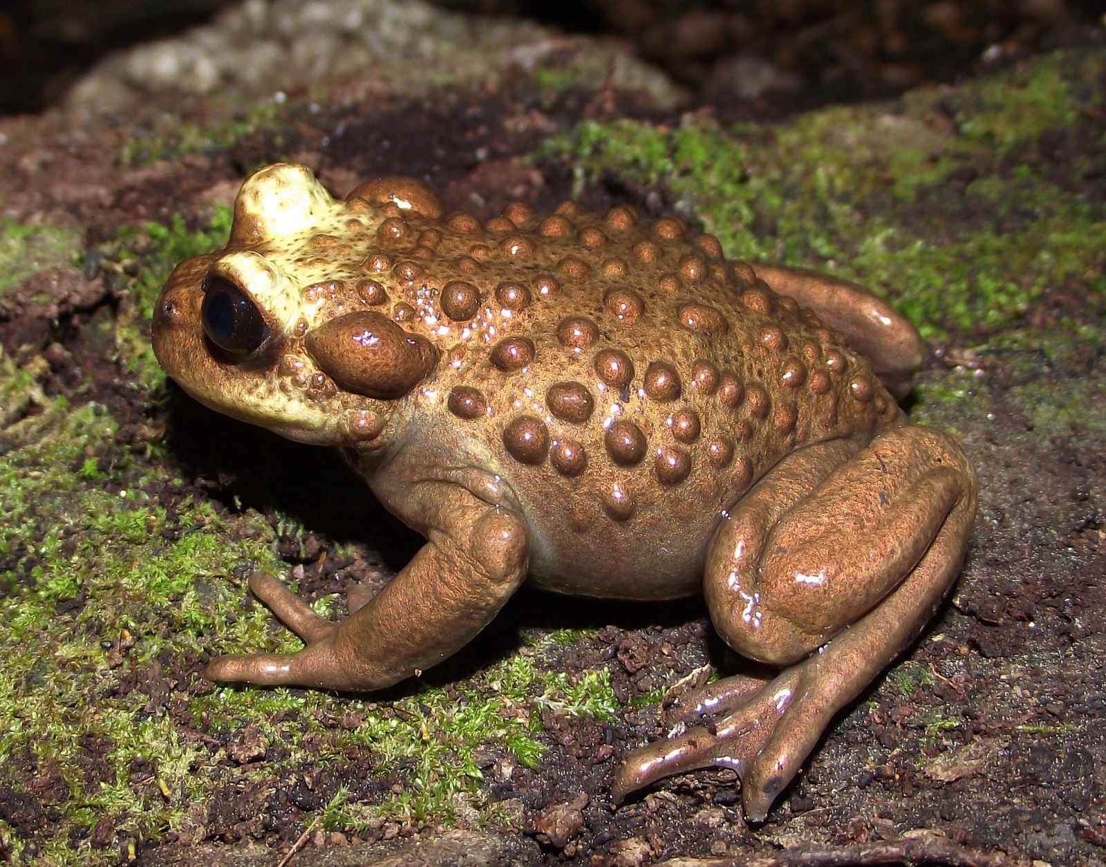 Real Monstrosities: Bullock's Mountain False Toad