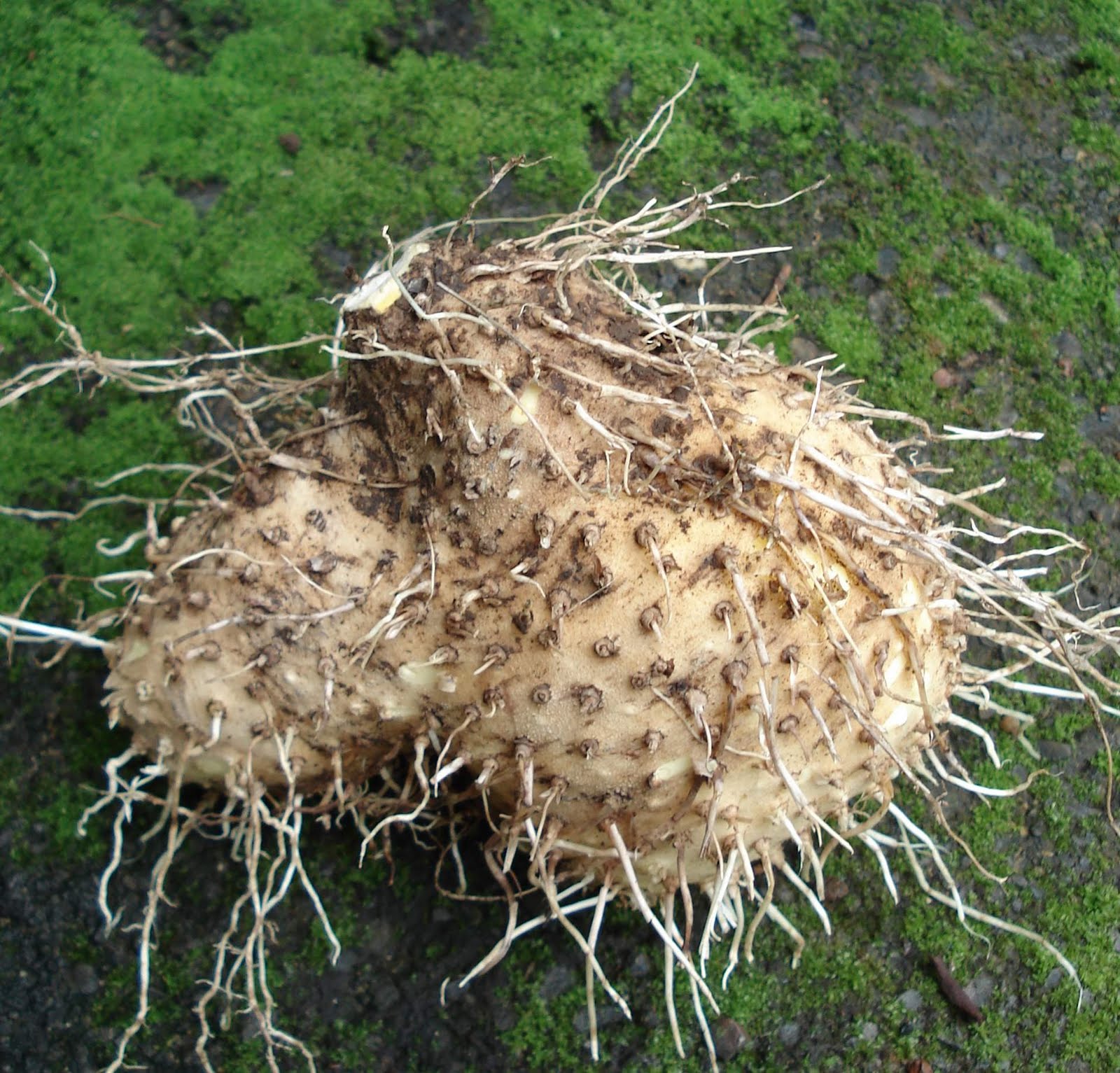 ilmu dan tips gratis.com: Potensi umbi gadung sebagai insektisida ...