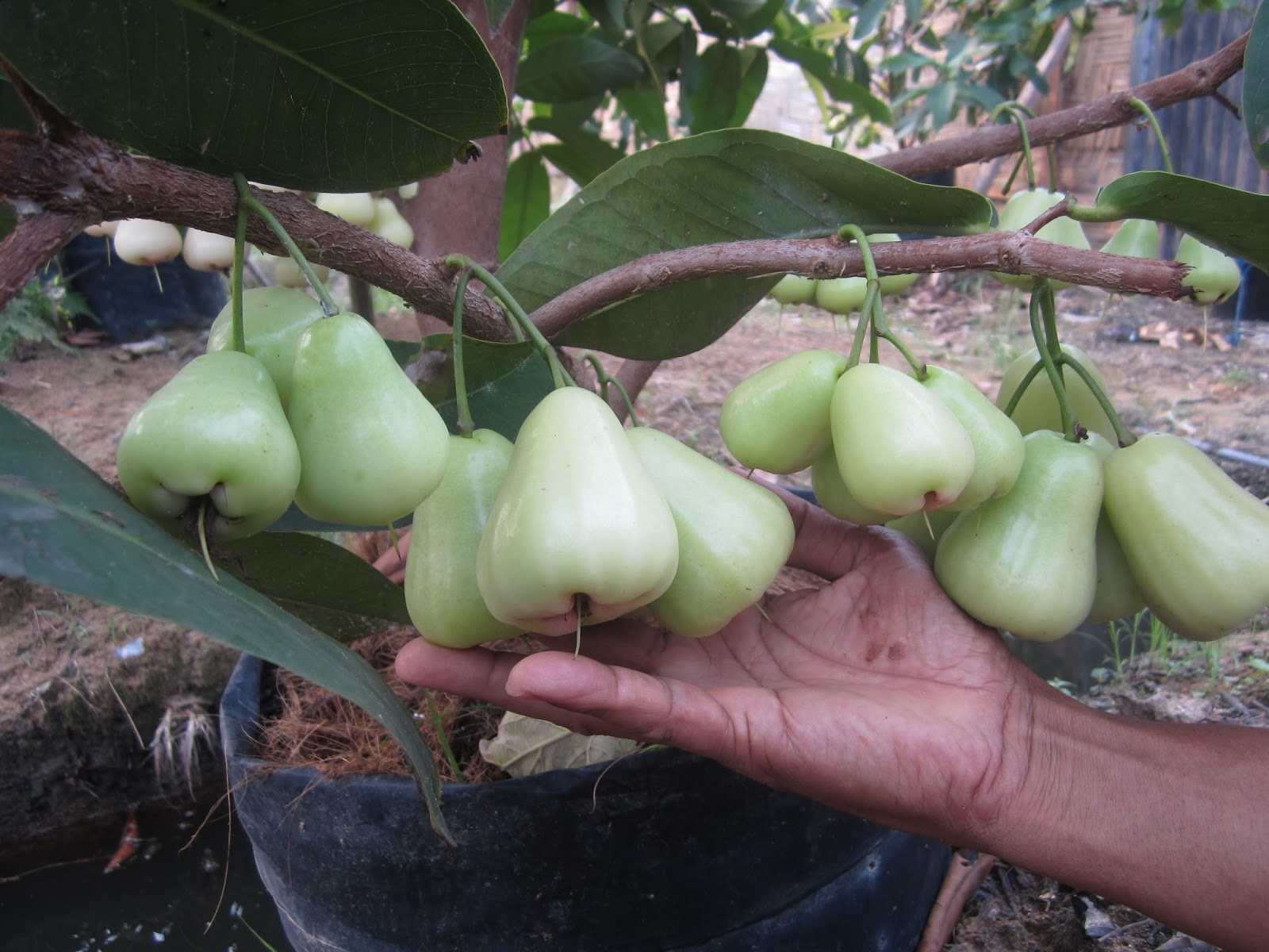 Jambu: Jambu Air Madu Giok