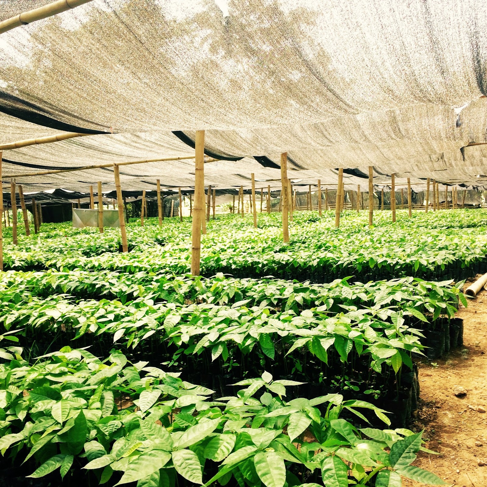 Mel the Locavore: A Bitter, Sweet, Chocolate Forest