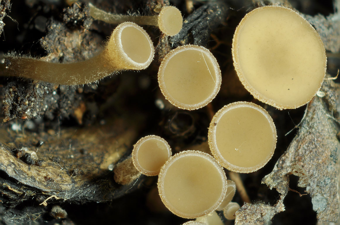 The MycoKey Mycelium blog: A surprising mass fruiting of Monilinia ...