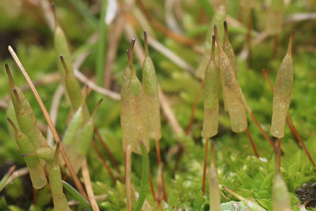 Moonmoths Photo Gallery: Rhossili Bryophytes (3)