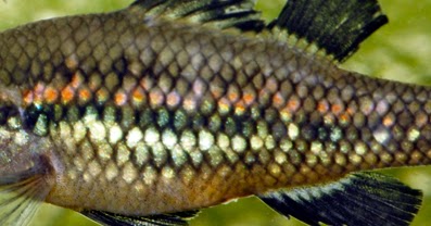 Artes de Pesca: ACTINOPTERYGII.