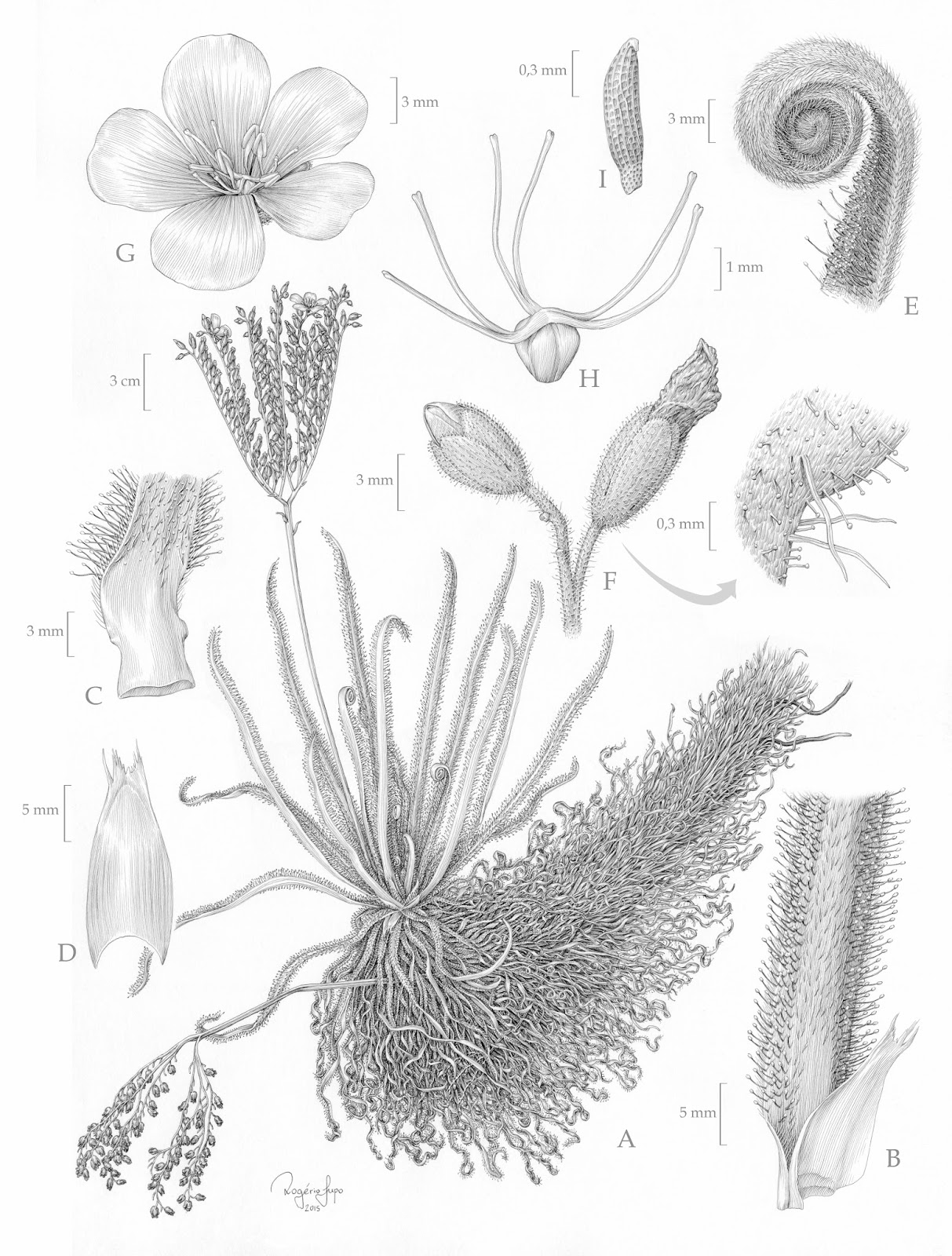 Drosera magnifica photos