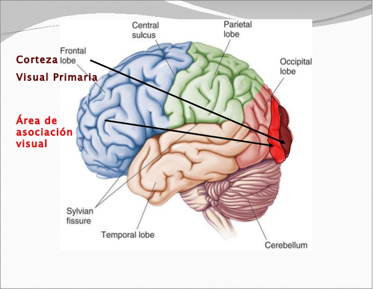 FISIOLOGÍA DE LA RETINA: La corteza visual primaria
