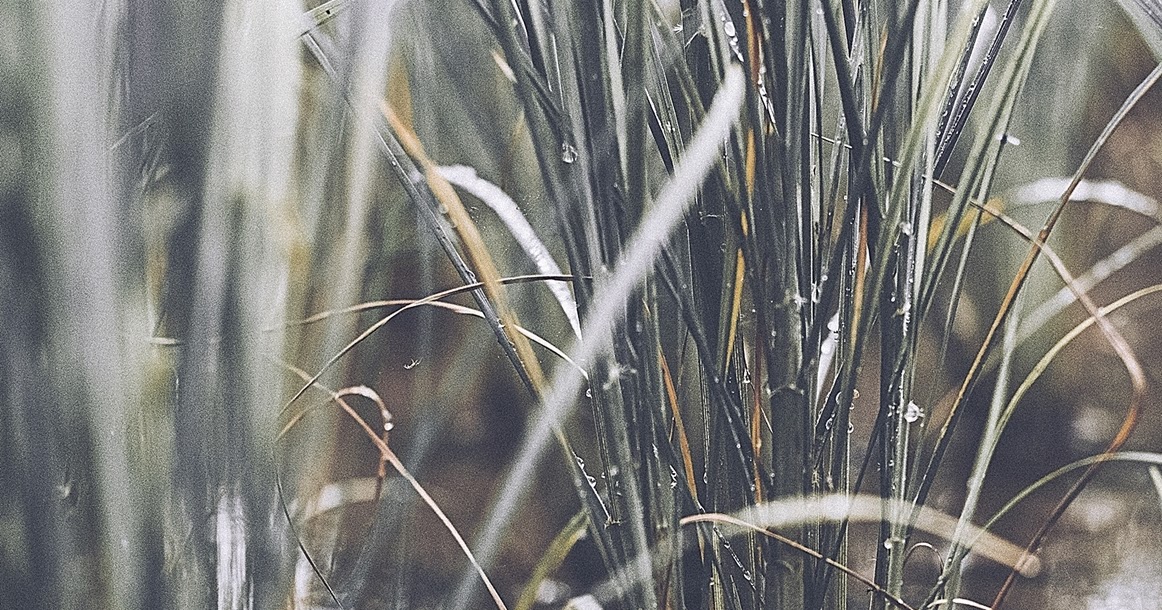 GFF (GALACTOMYCES FERMENTATION FILTRATE) | BENTON FERMENTATION, MANYO ...