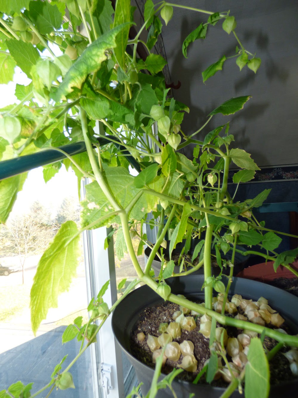 Anita's Health Blog: Cossak Pineapple Ground cherry tomatoes