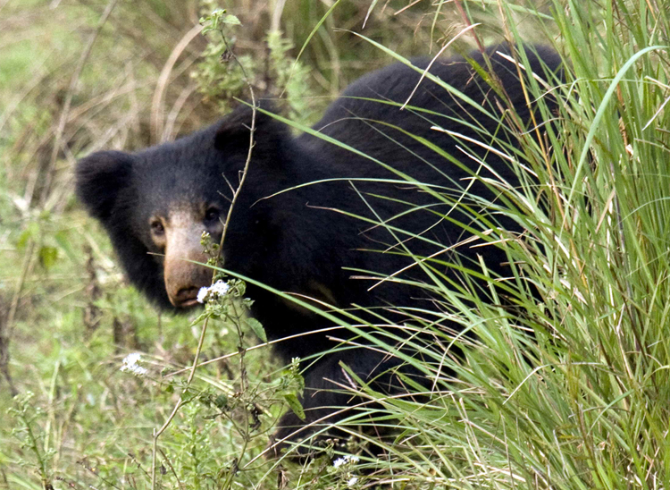 Kariyanshola Trail Package - Kerala Jungles