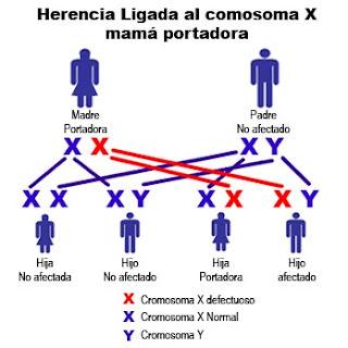 Marisol: HERENCIA LIGADA AL SEXO